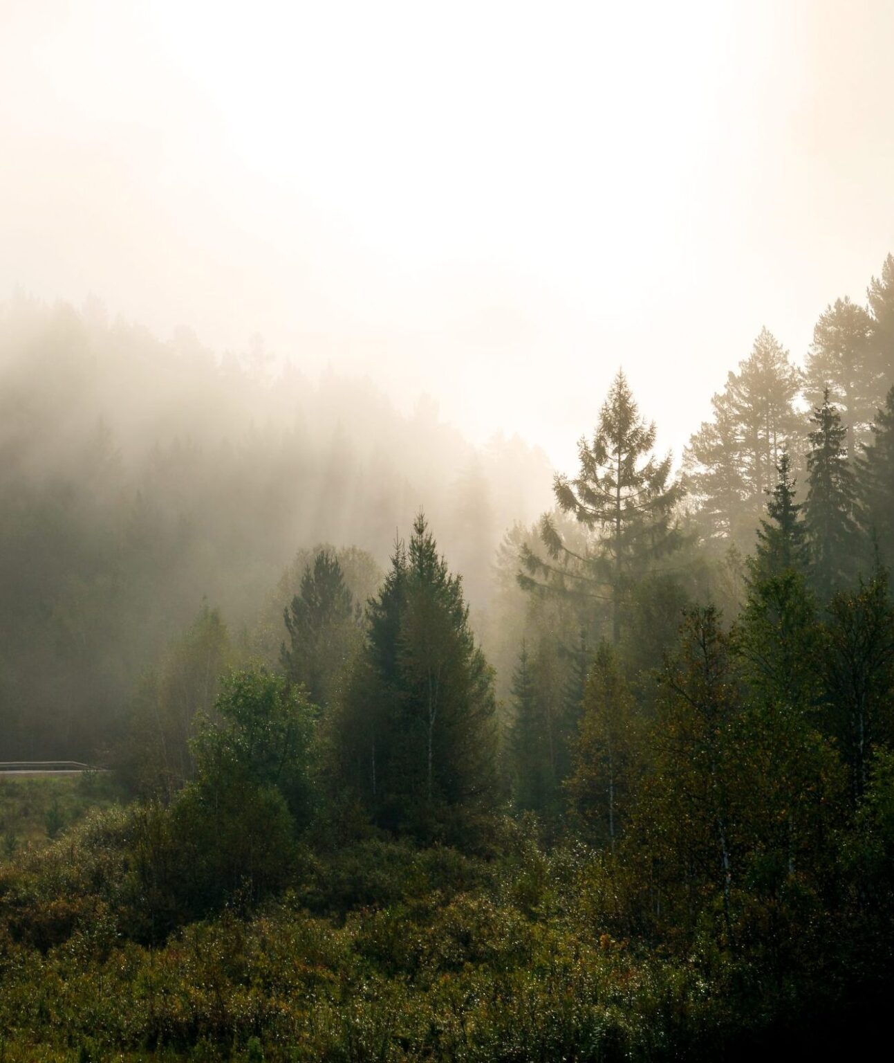 Nature Has its Own Concept of Silence - L-Acoustics
