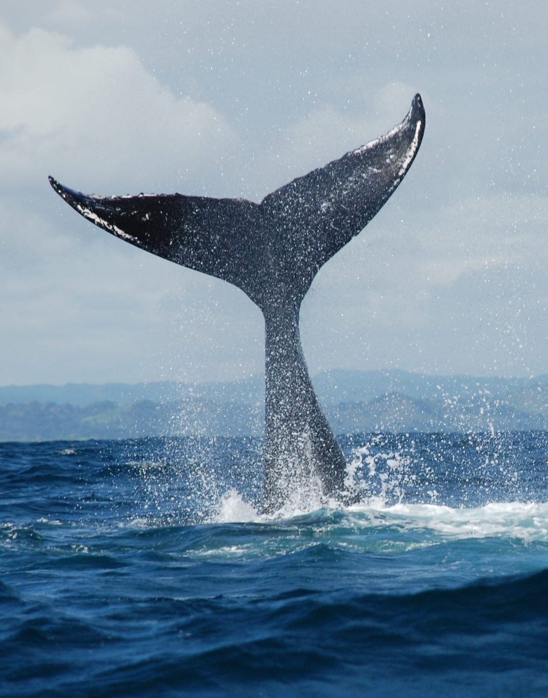 The Emotional Impact of Whale Songs - L-Acoustics