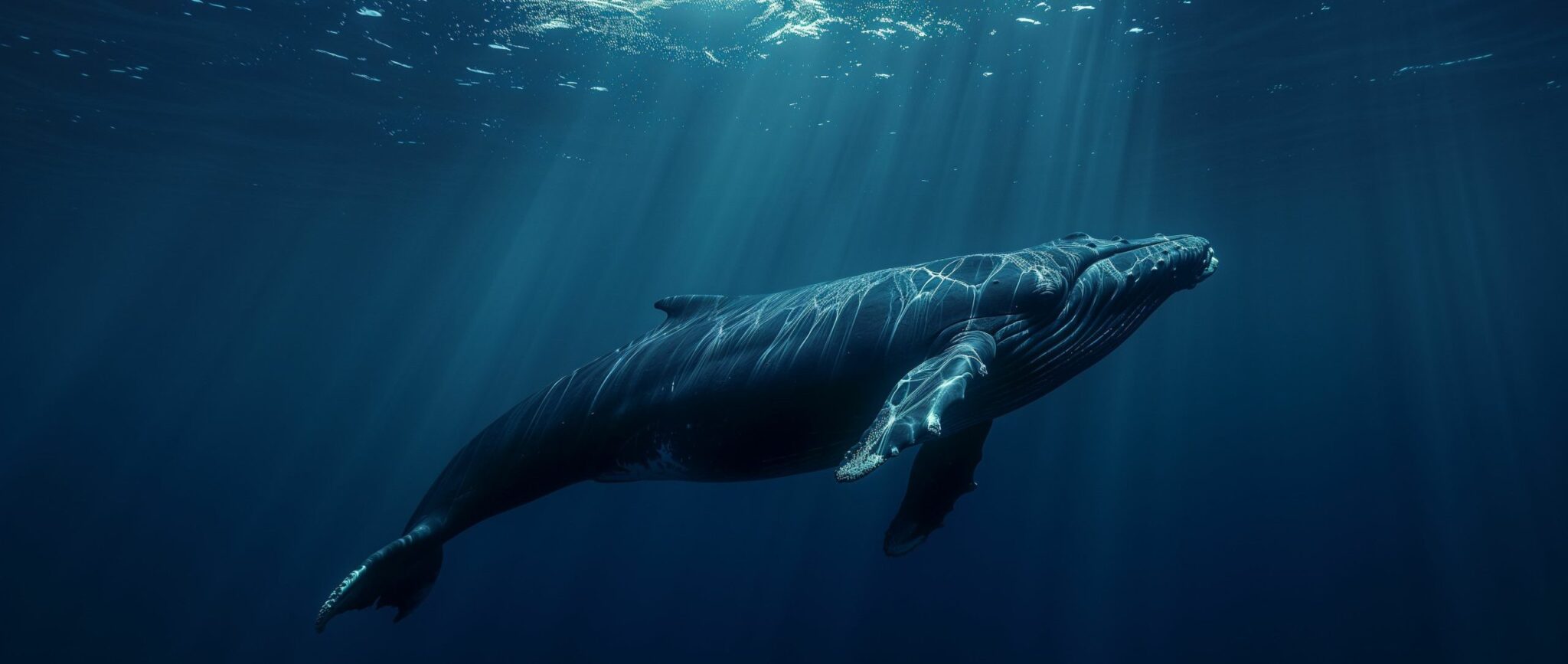The Emotional Impact of Whale Songs - L-Acoustics